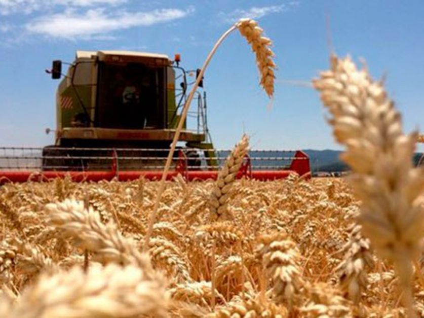 La Producción De Trigo Y Cebada Alcanzaría Las 23 6 Millones De